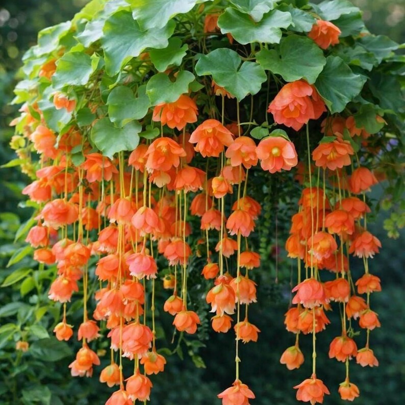 Weeping Begonia Seeds Cascading Fragrant Blossoms Ornamental Garden ...