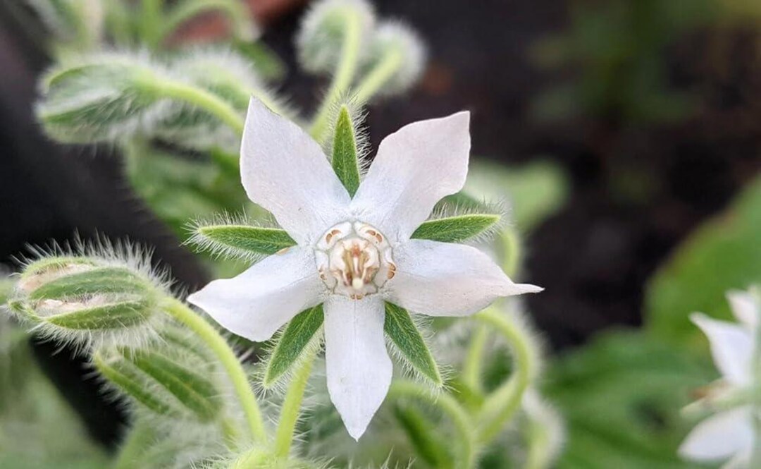 White Borage Bianca Seeds Rare Silver Green Foliage Bee Friendly Star ...