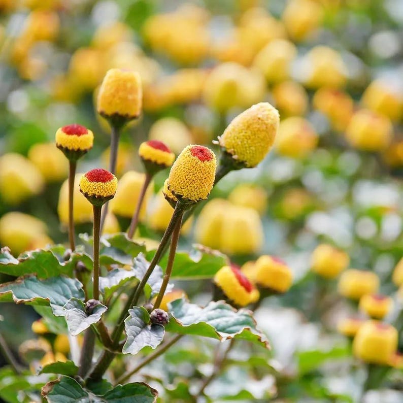 Toothache Plant Seeds Electric Daisy Paracress Unique Garden Flower ...