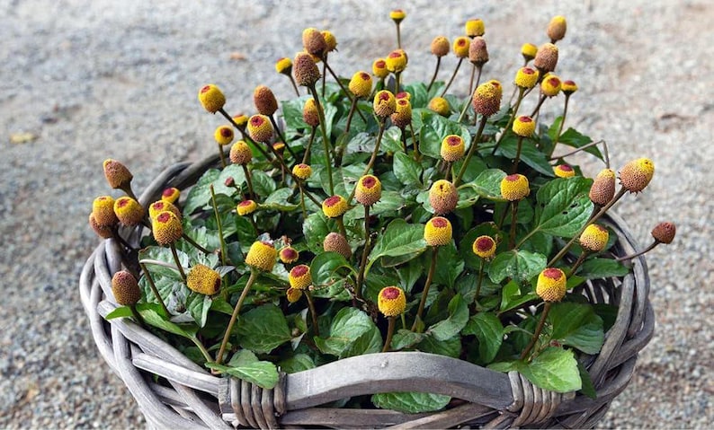 Toothache Plant Seeds Electric Daisy Paracress Unique Garden Flower ...