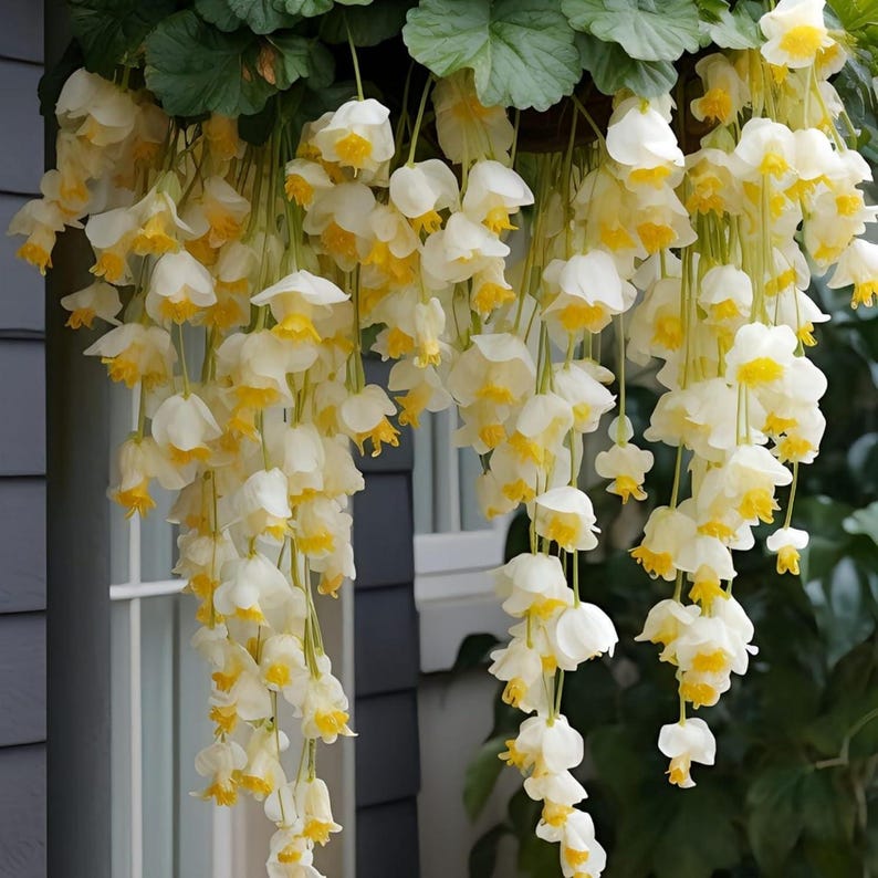 Weeping Begonia Seeds Cascading Fragrant Blossoms Ornamental Garden ...