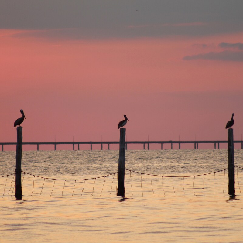 Purple Pelican - Etsy