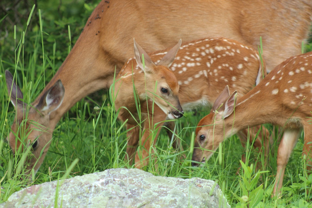 Fawns and Spots - 8x10 Print in an 11x14 White Mat - Landscape - Etsy