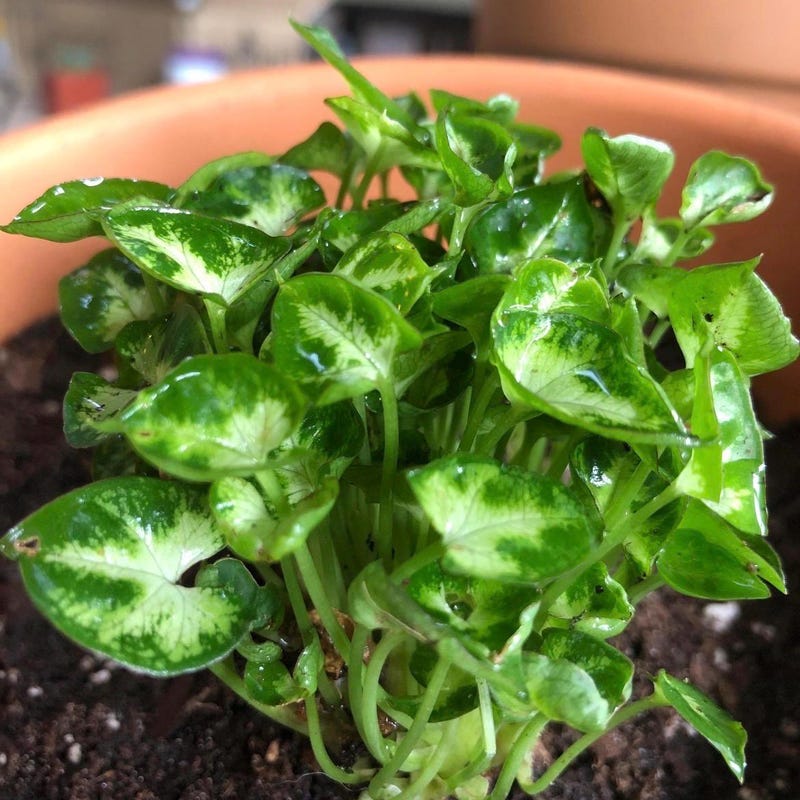 Mini Pixie Plants - Etsy