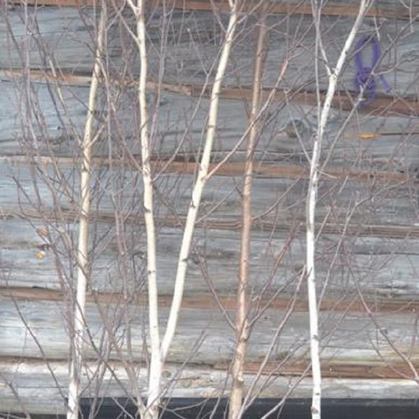 Birch Wedding Decor - Etsy