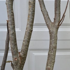 Alder Forked Poles ( One Pole ) - Etsy