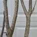 Alder Forked Poles ( One Pole ) - Etsy