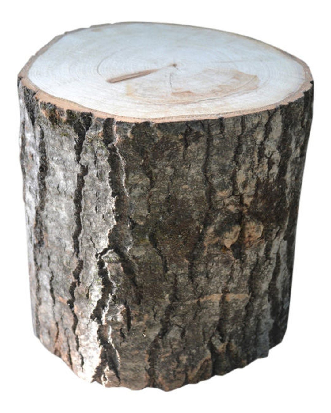 Aspen Tree Stump Large 8" to 10" Diameter X 4" to 24"tall - Etsy
