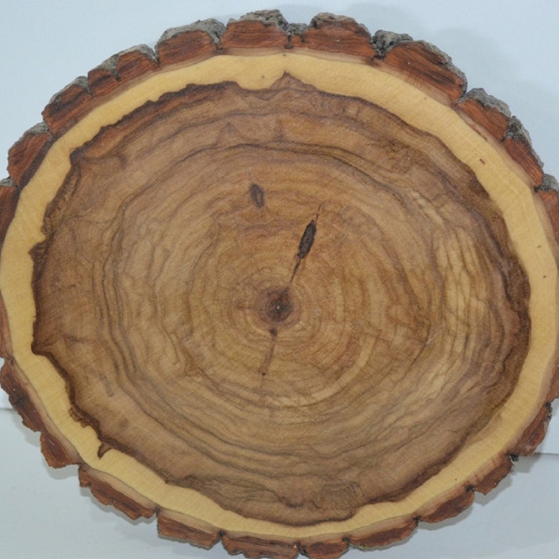 Tree Slice 12 - Etsy