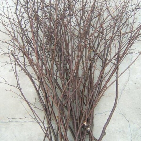 Birch Twigs - Etsy