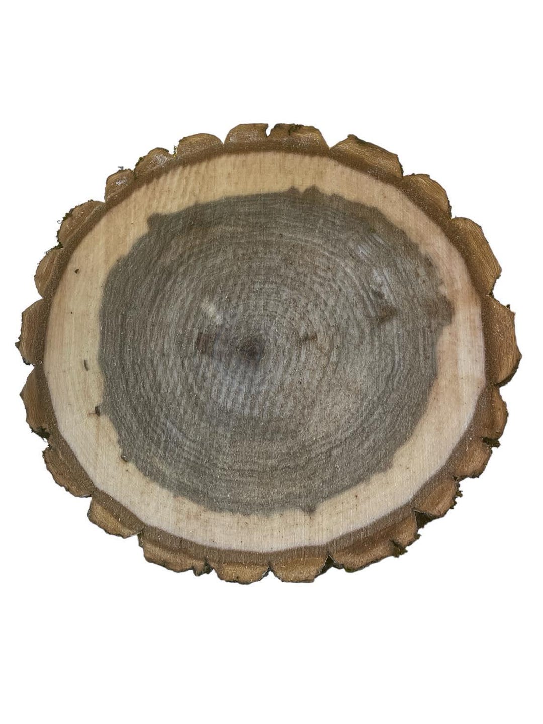 Five Kiln Dried 7" to 8" Diameter Wood Slice, Wood Rounds, Wood Slabs ...