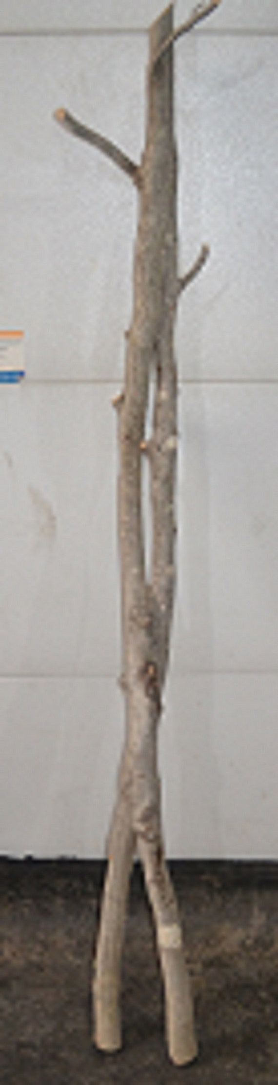 Spirit of the Woods