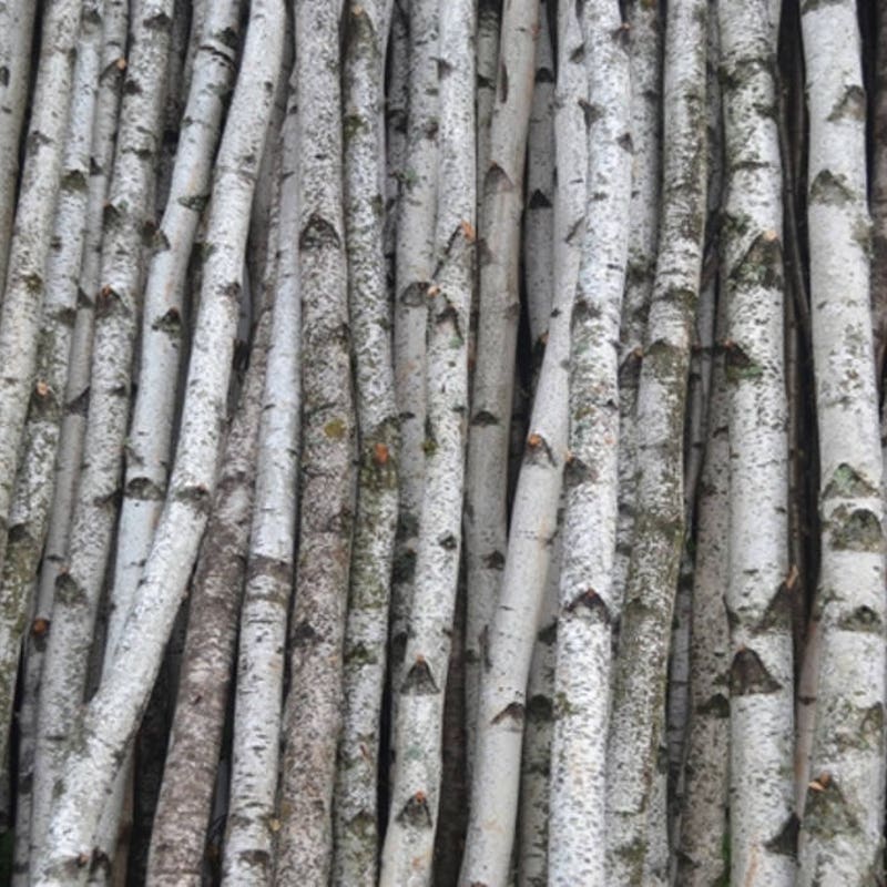 Birch Poles - Etsy