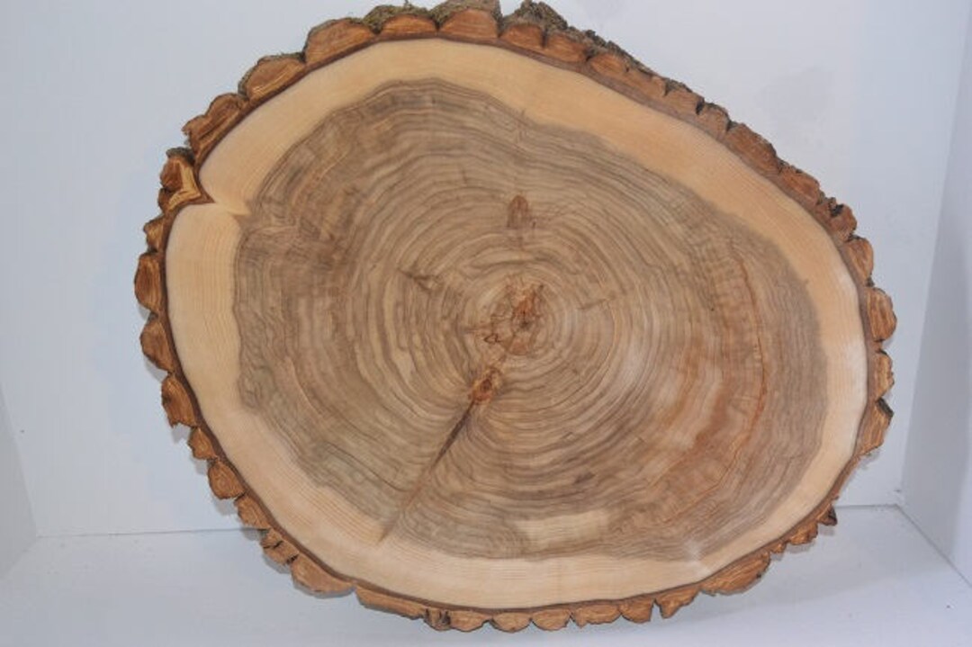 Balm of Gilead Tree Slice/tree Round/log Slice/log Round Large. 15" to ...