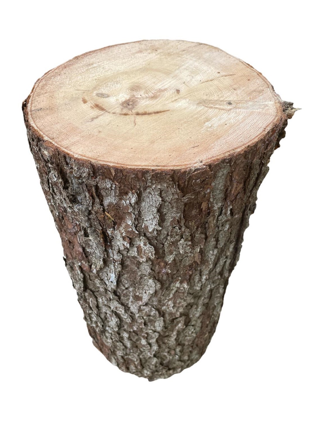 Spruce Tree Stump Xtra Large 12 1/2" to 16 1/2" Diameter X 4" to 24 ...