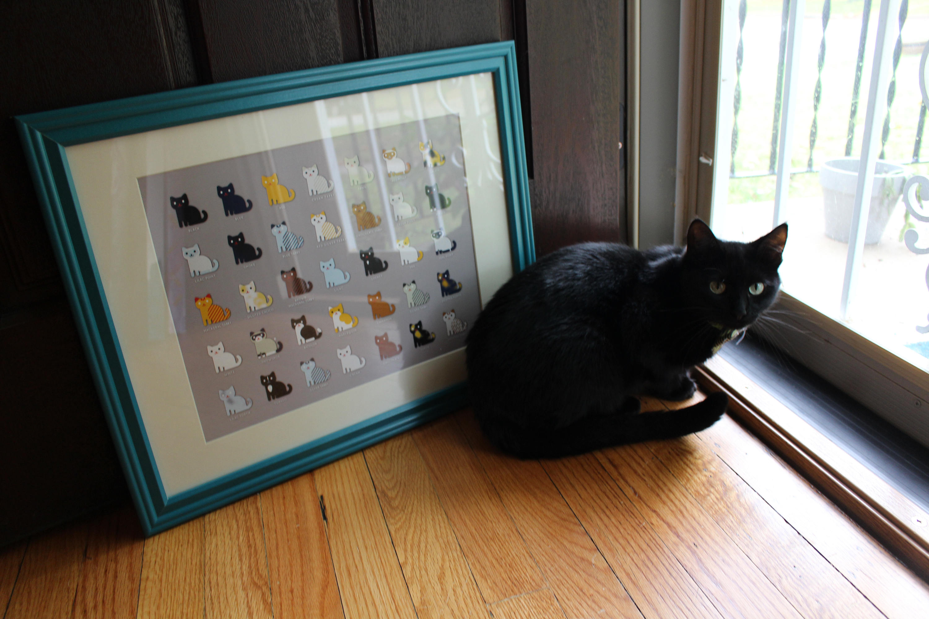 35 Cat Colors and Patterns Original Design Poster - Etsy Canada