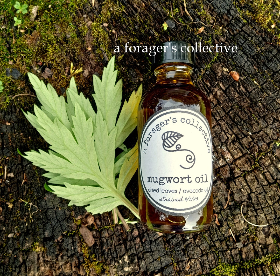 Mugwort Oil , Herbal Infused , Artemisia Vulgaris , Wildcrafted ...
