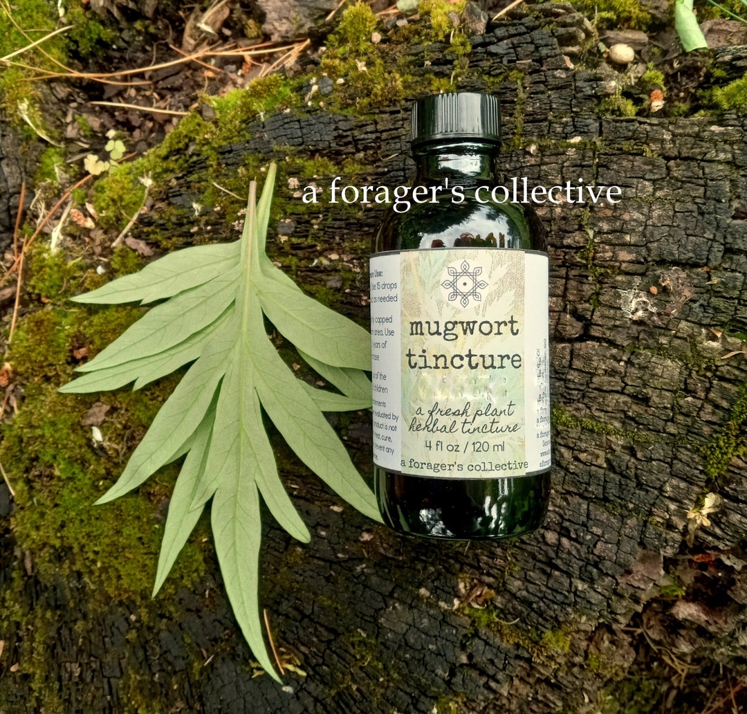 Mugwort Tincture , Herbal Extract , Artemisia Vulgaris , Wildcrafted ...