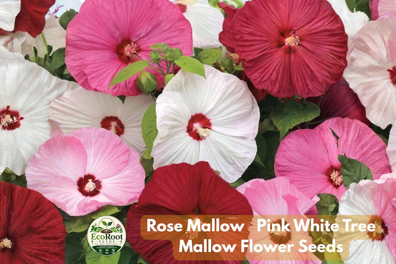 Rose Mallow Seeds: Pink White Tree Mallow Annual Blooms Cottage Garden ...