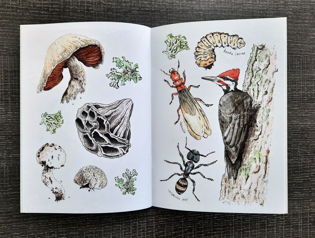 Nature Sketchbook Zine - Etsy