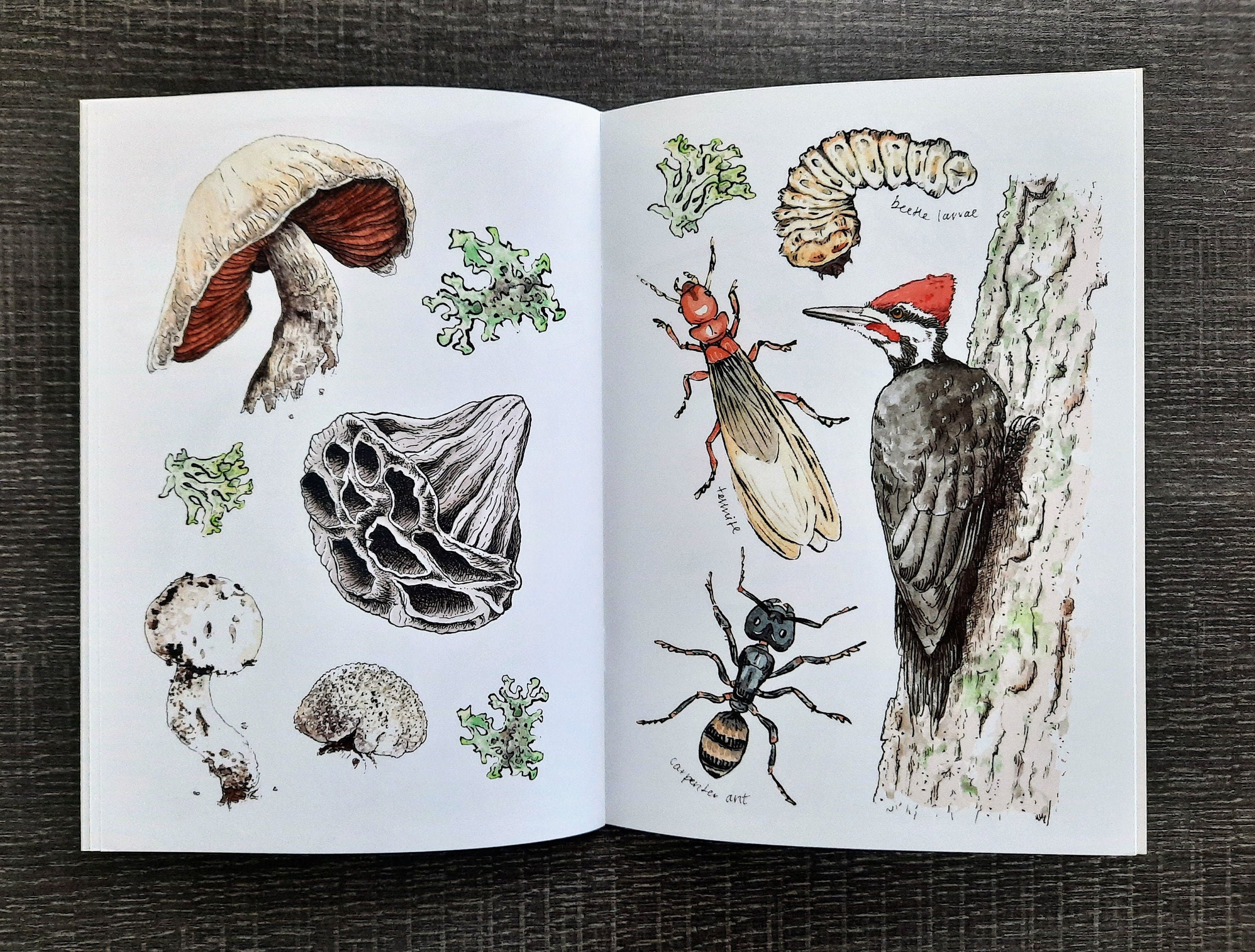 Nature Sketchbook Zine - Etsy