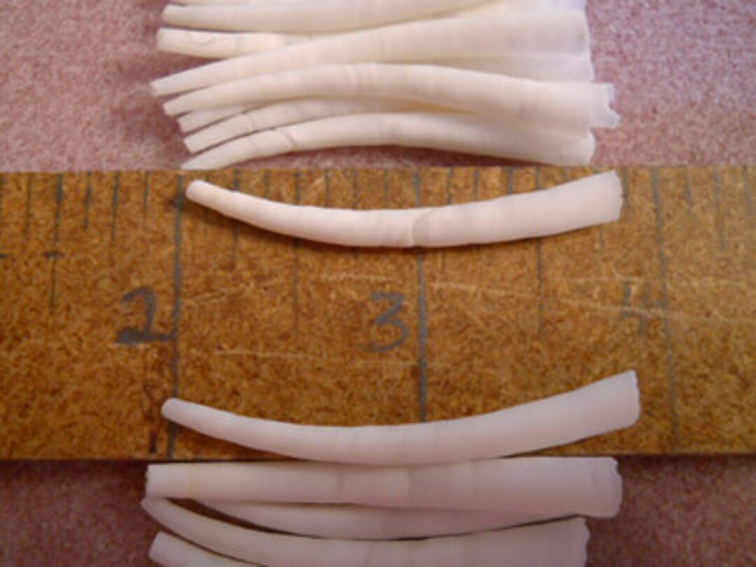 Dentalium QTY 100 Tusk Shell 1 3/4 Smooth White Dentalia - Etsy