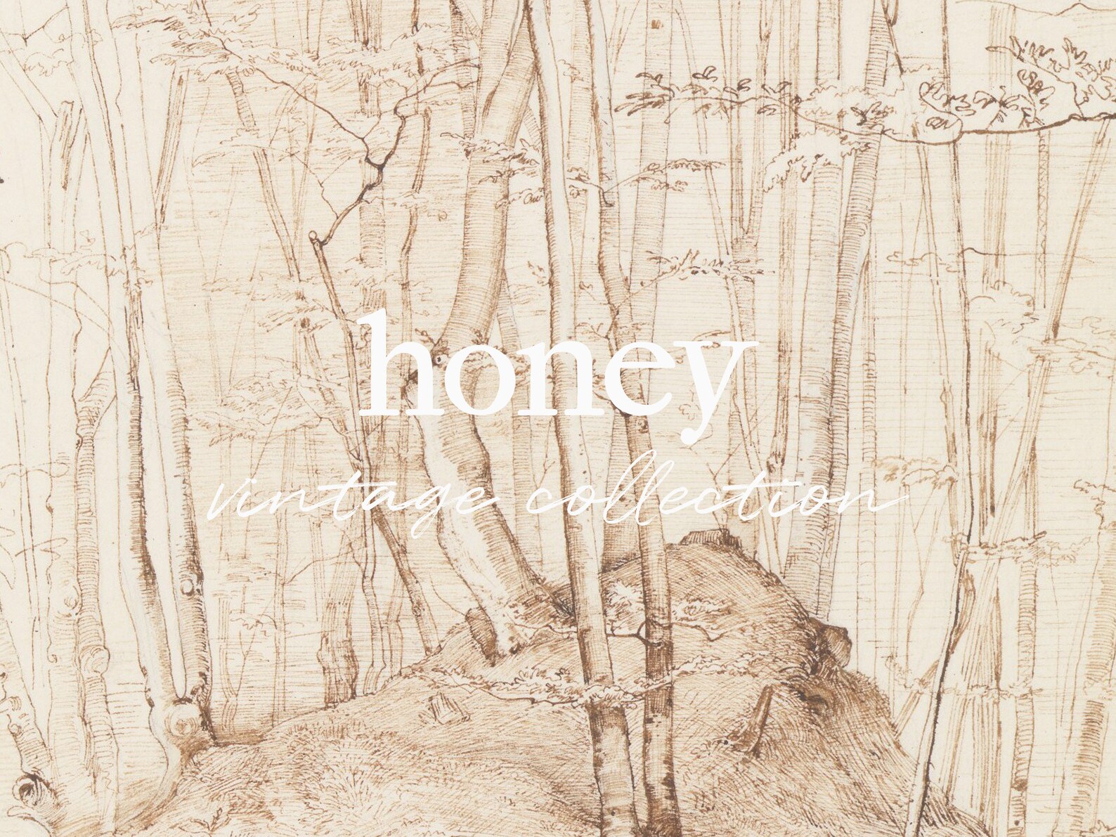 Light Academia Forest Ink Drawing Printable Wall Art - Etsy