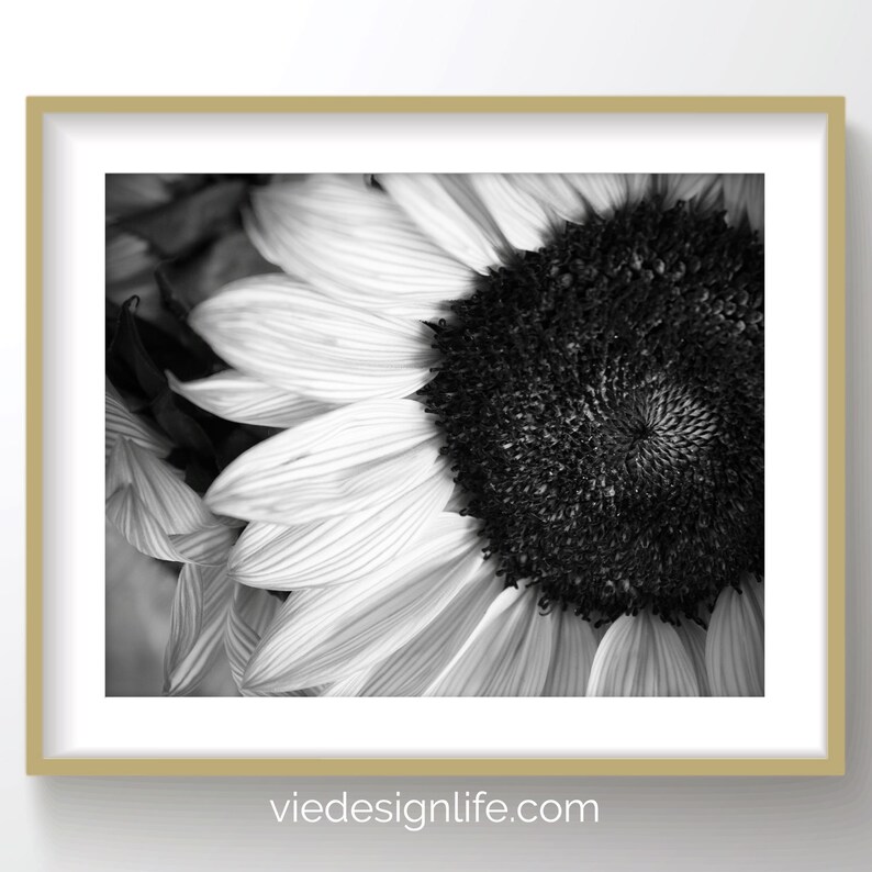 Black and White Sunflower Printable Art | Botanical Photography ...