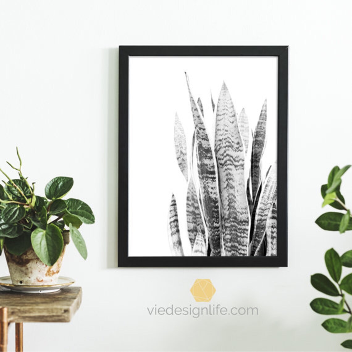 Snake Plant Printable Art | Home Decor | Black and White Photography - Etsy