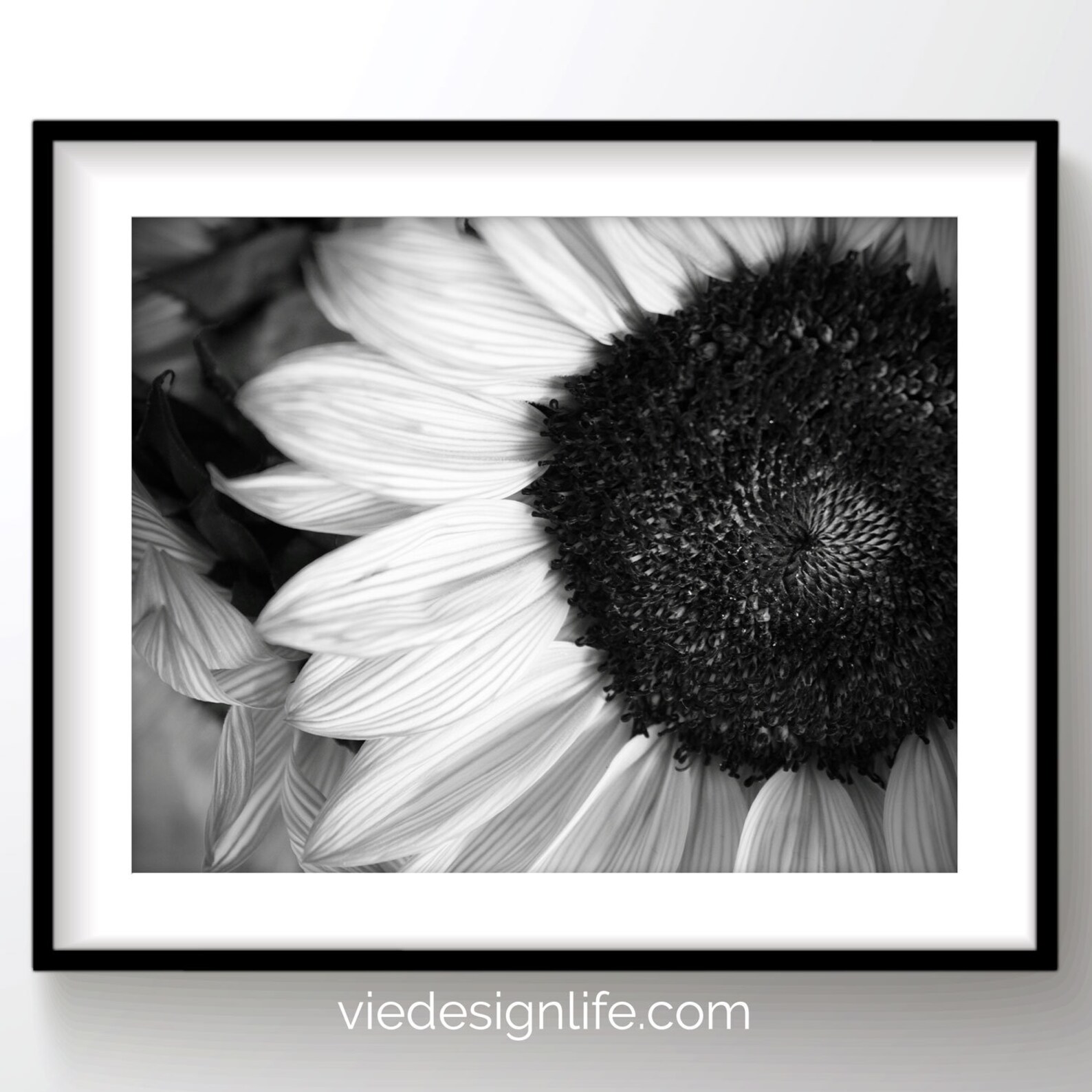 Black and White Sunflower Printable Art | Botanical Photography ...