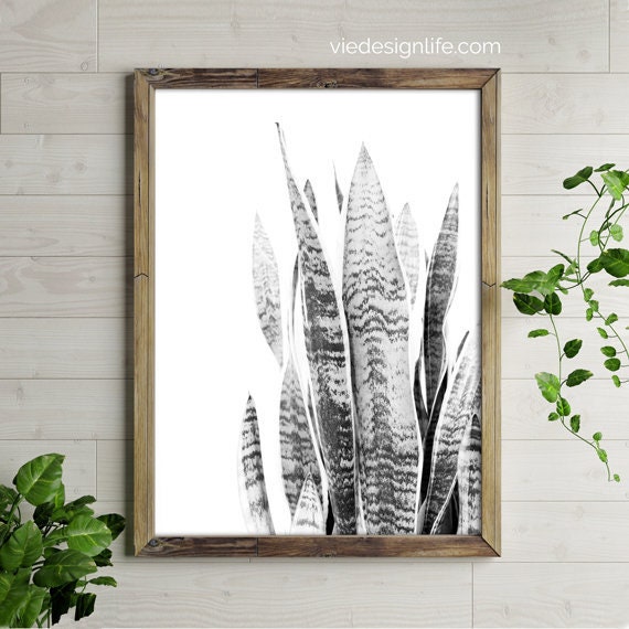 Snake Plant Printable Art | Home Decor | Black and White Photography - Etsy
