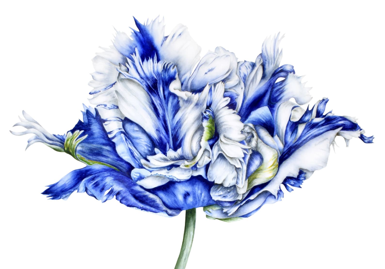 Blue Tulip Large botanical print art print 16 x11 or 13 x | Etsy