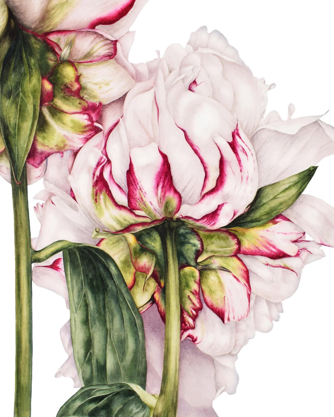 Peony Art Print, Large Botanical Print, Flower Watercolour Print ...