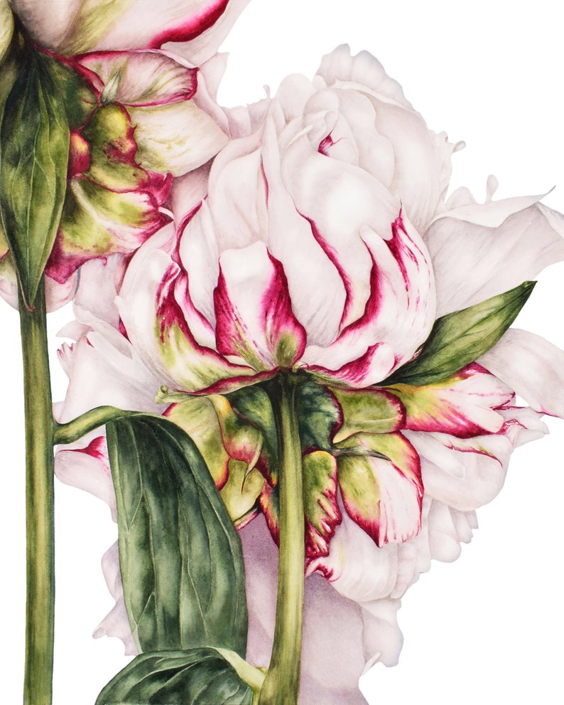 Peony Art Print Large Botanical Print Flower Watercolour - Etsy