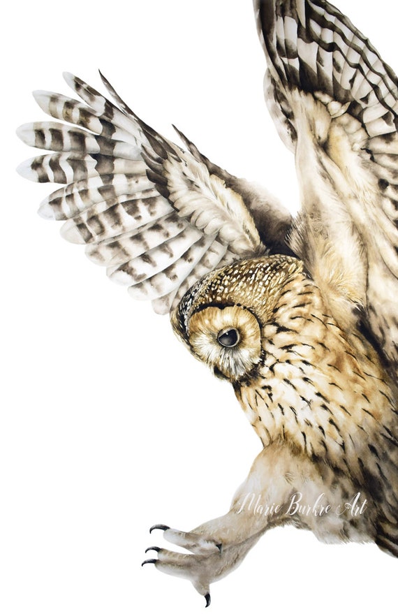 Owl Print Tawny Owl in Flight Art Print Home Decor Fine Art | Etsy