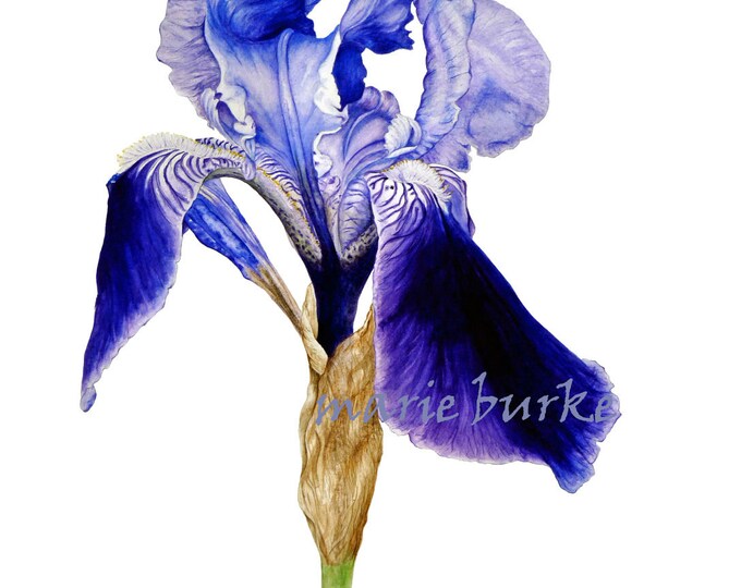 Large Botanical Print Flower Painting Botanical Art | Etsy