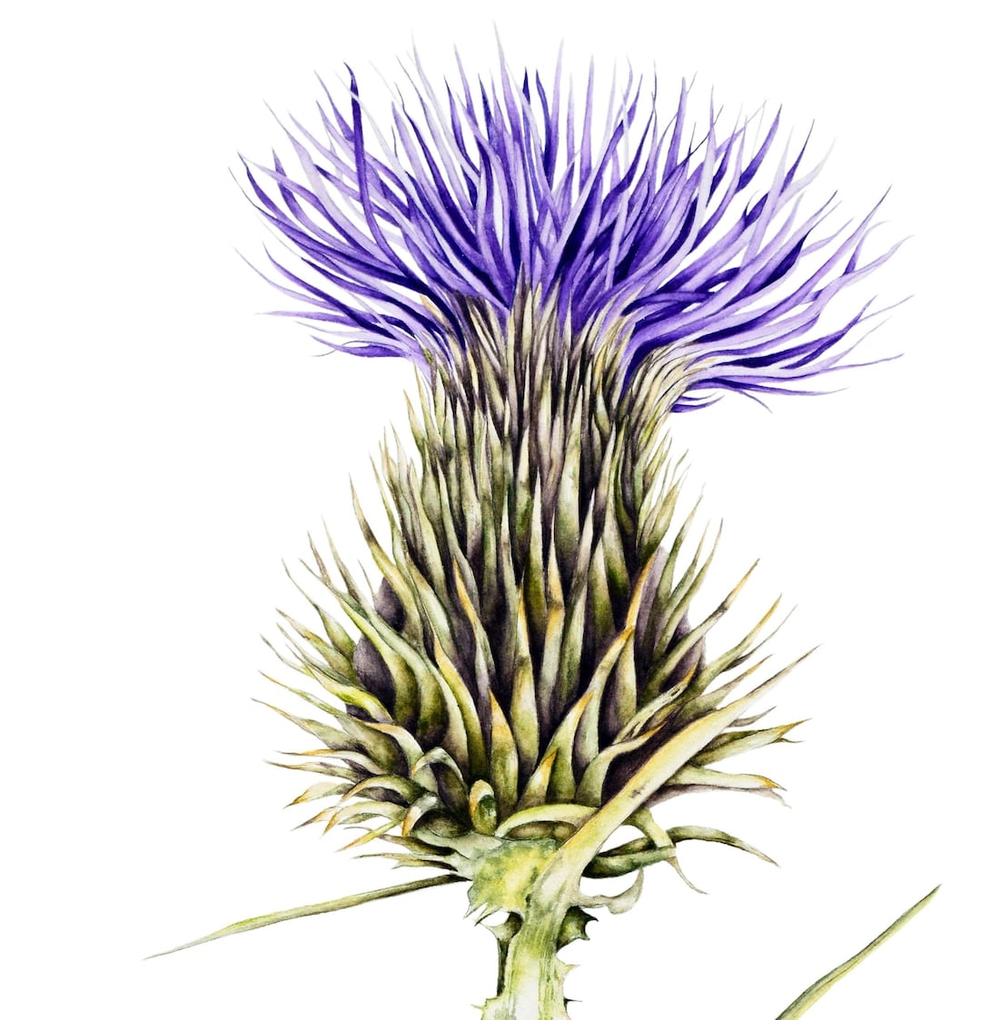 Thistle Watercolor Painting, Original Art, Botanical Art, Watercolour ...