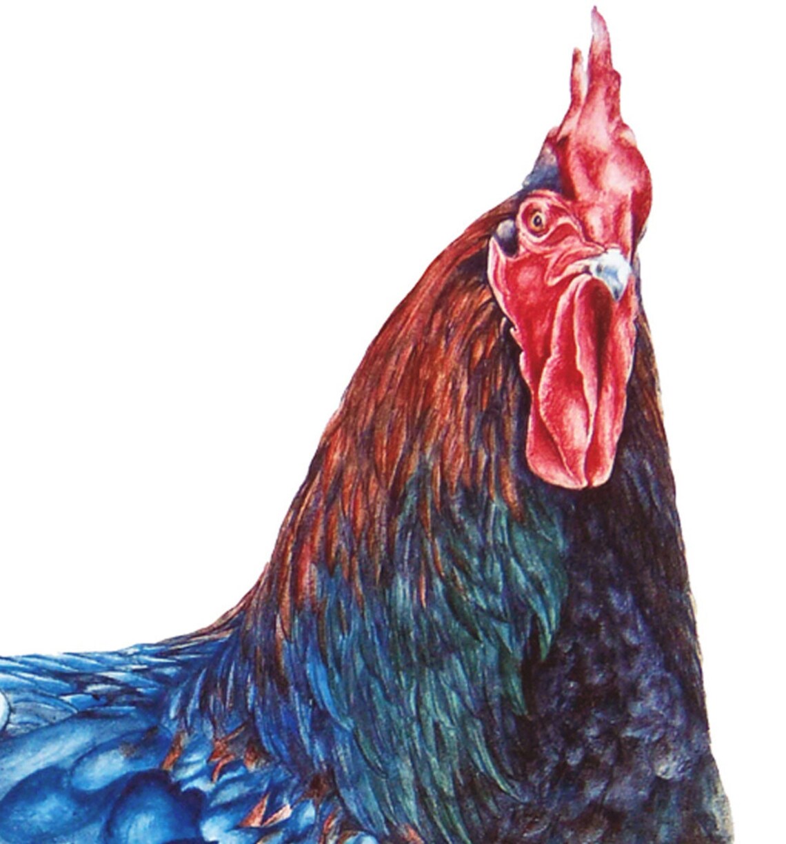 Cockerel Large Fine Art Print 16 X 11 In Birds Bird - Etsy