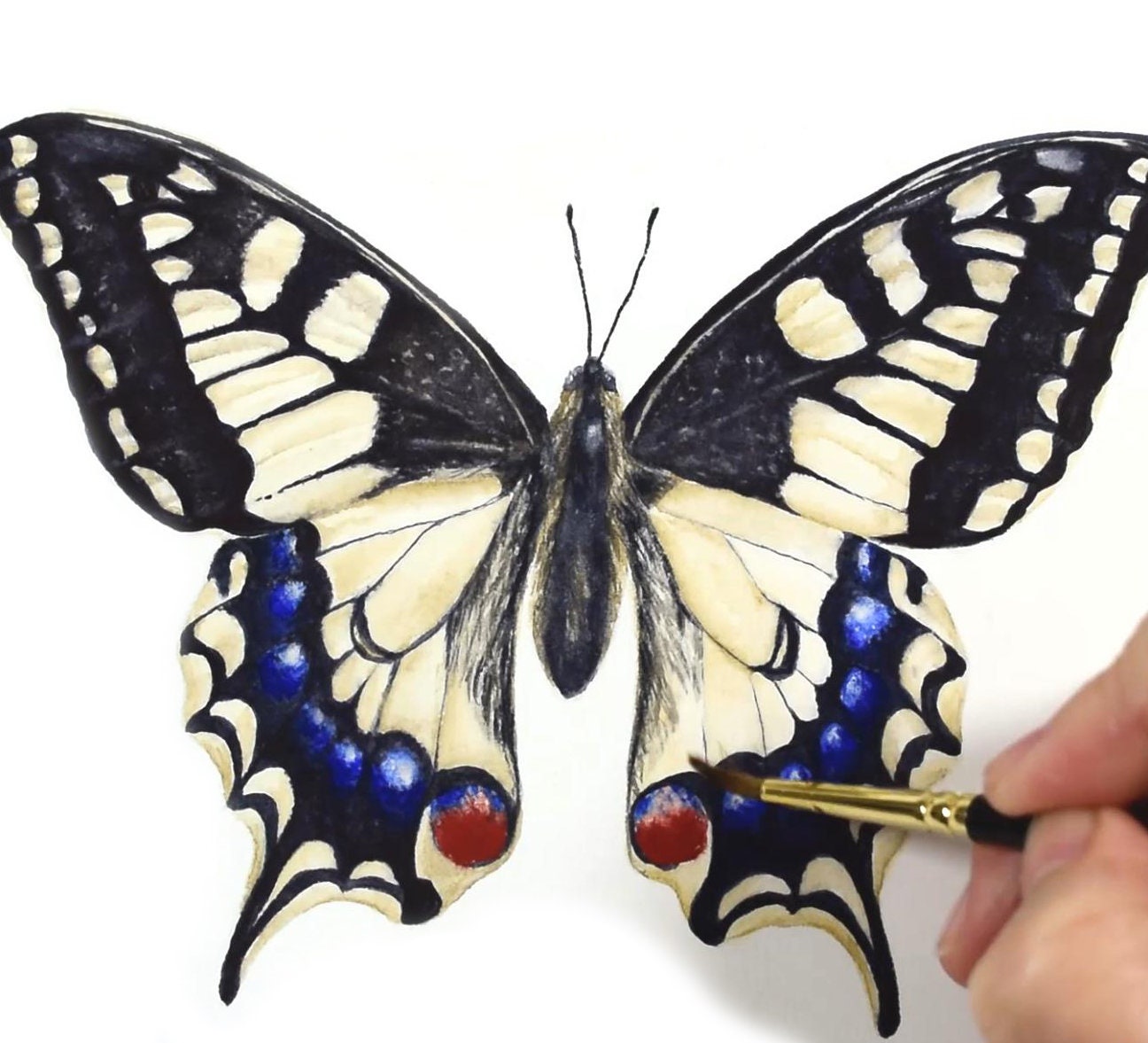 Butterfly Watercolour Swallowtail Art Print Botanical | Etsy