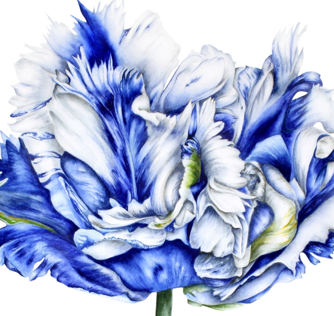 Blue Tulip Large Botanical Print Art Print 16 X11 or 13 X - Etsy