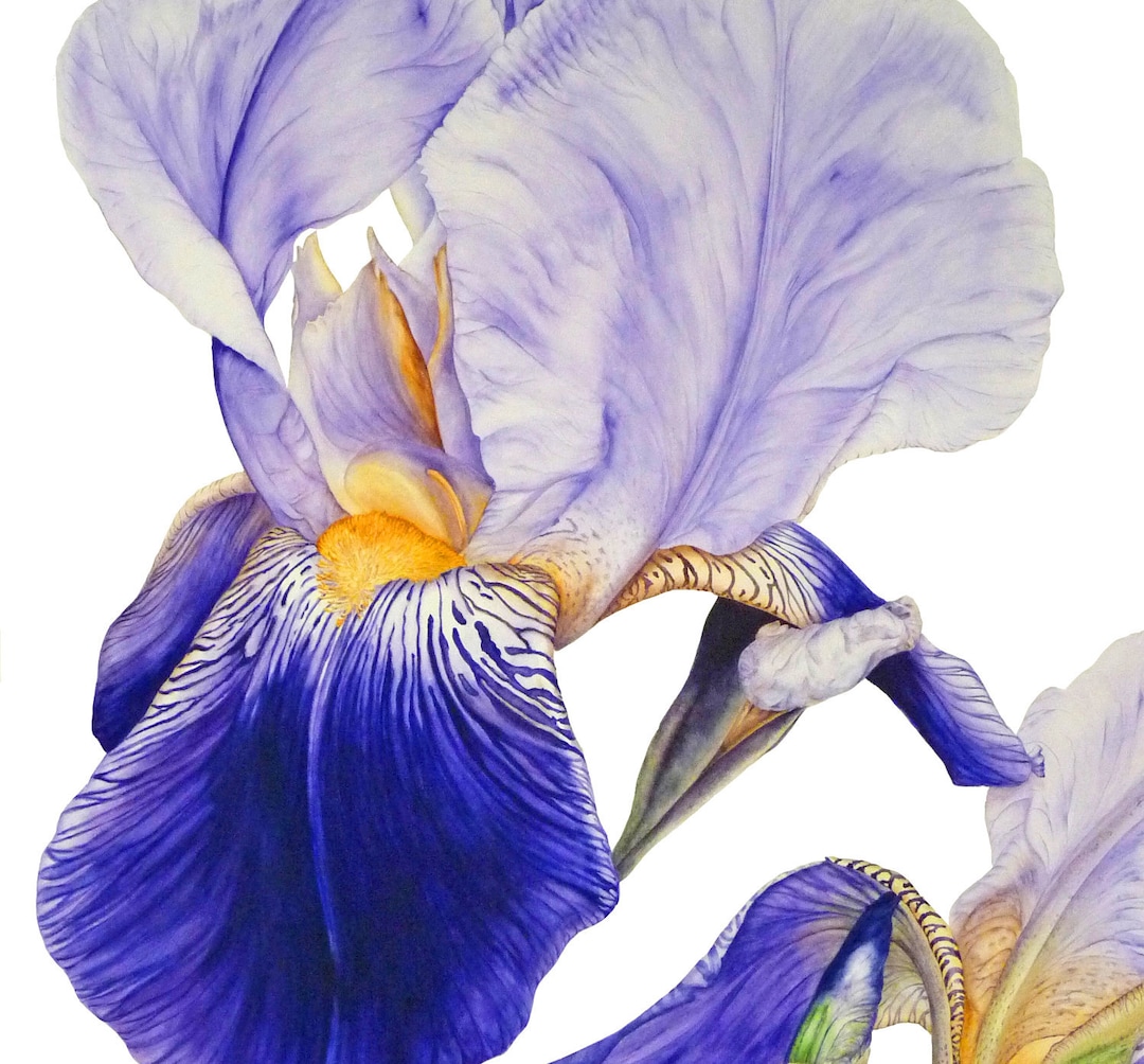 Purple Iris Watercolour, Botanical Print, Wall Decor, Botanical Art Wall Art, Watercolor Flower ...