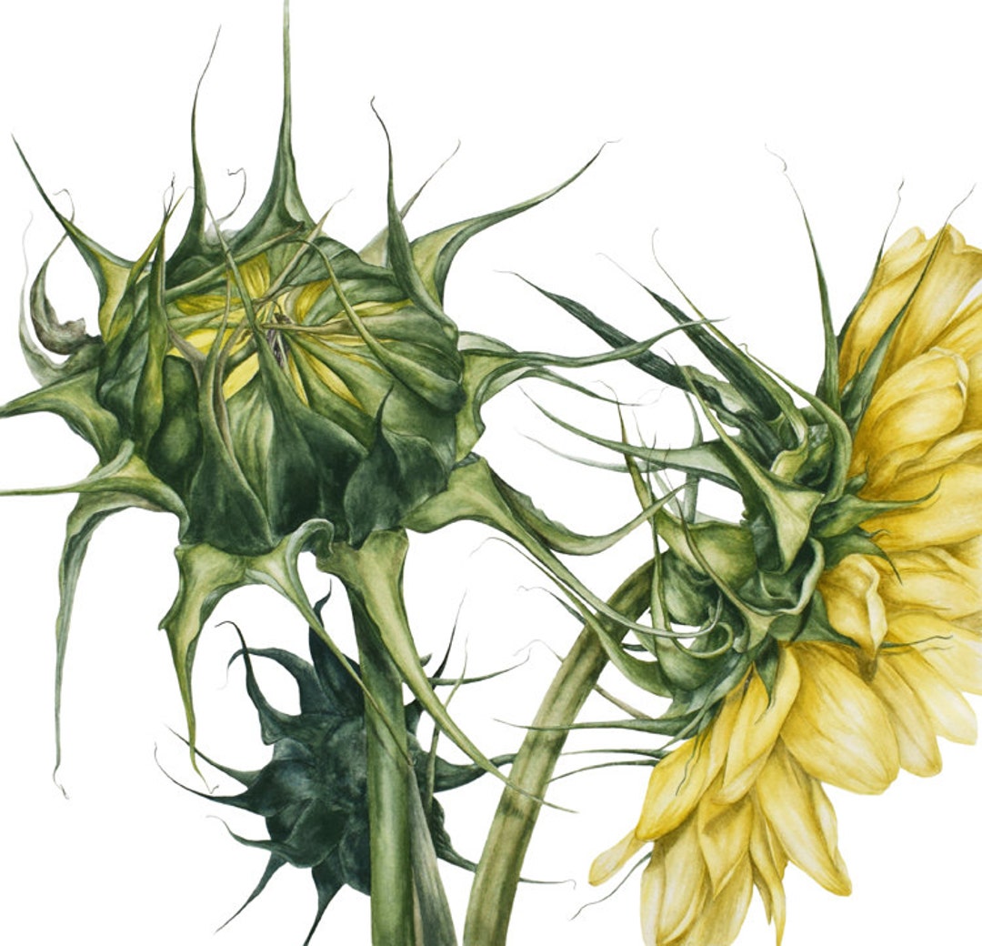 Sunflowers Large Botanical Print, 11 X 16 or 13 X 19 In, Sunflowers ...
