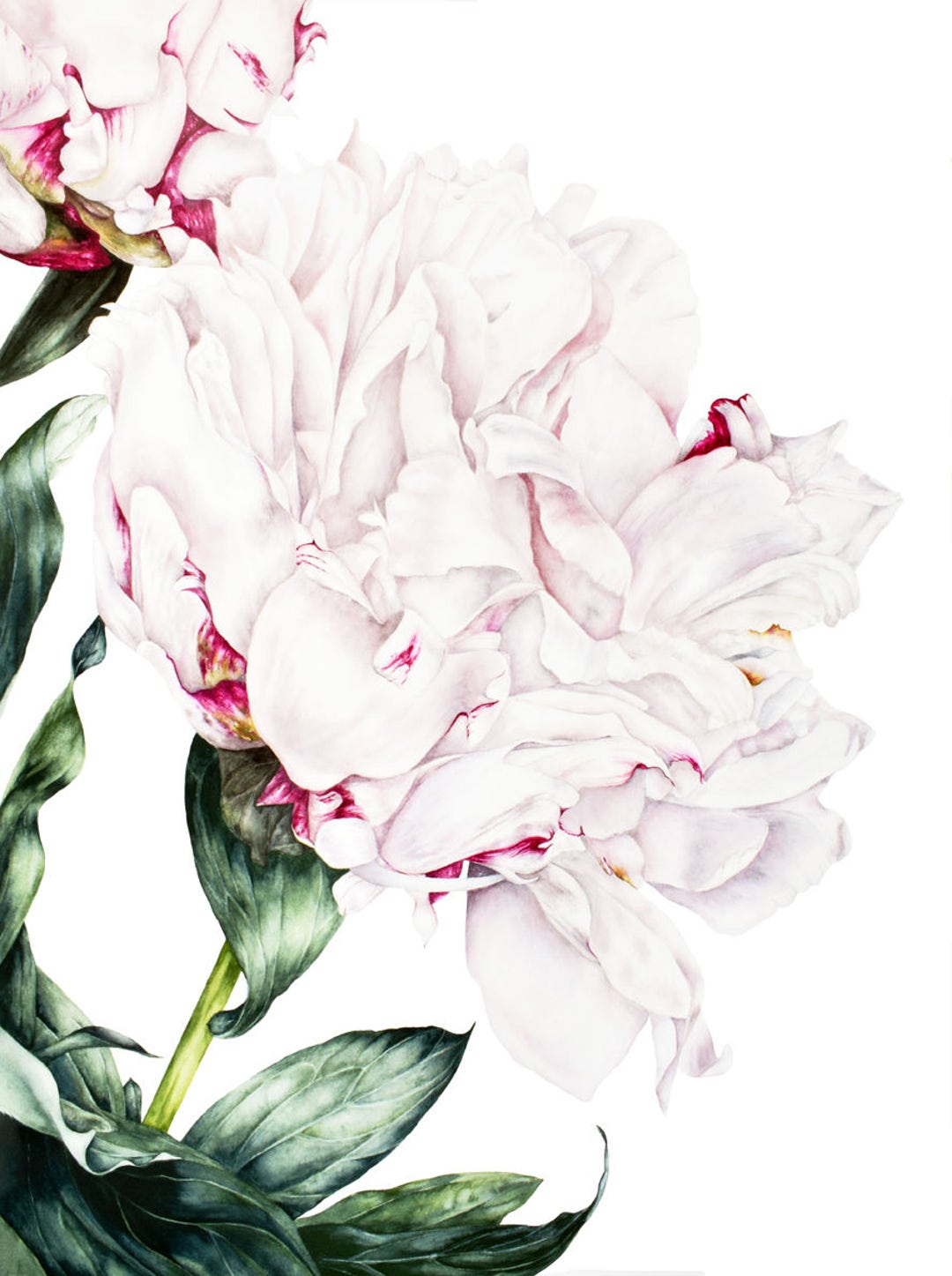 Botanical Art Print, Large Botanical Print, Watercolour Print, Peony ...