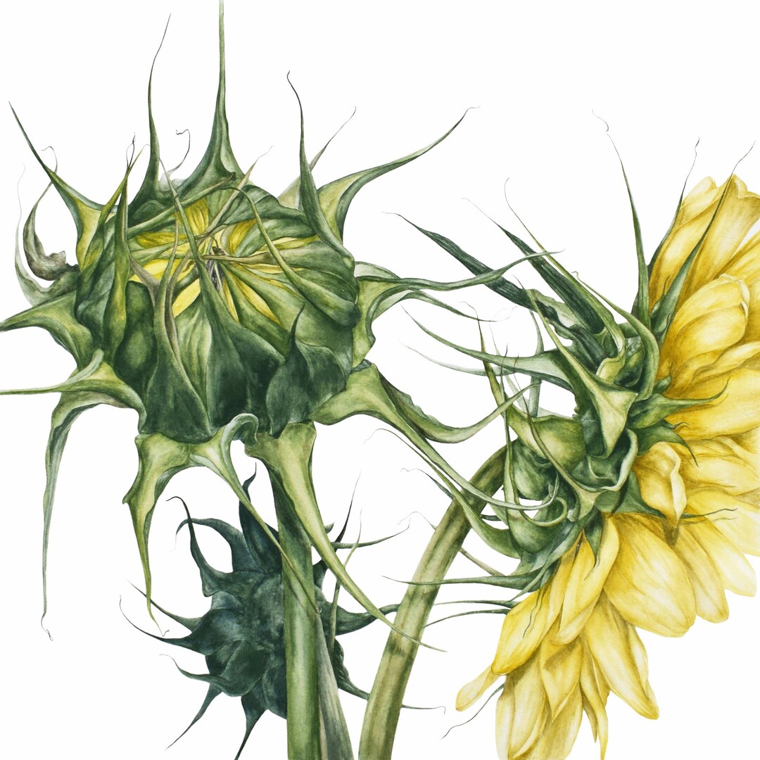 Sunflower Botanical Print: Watercolor Flower Art for Home Decor - Etsy