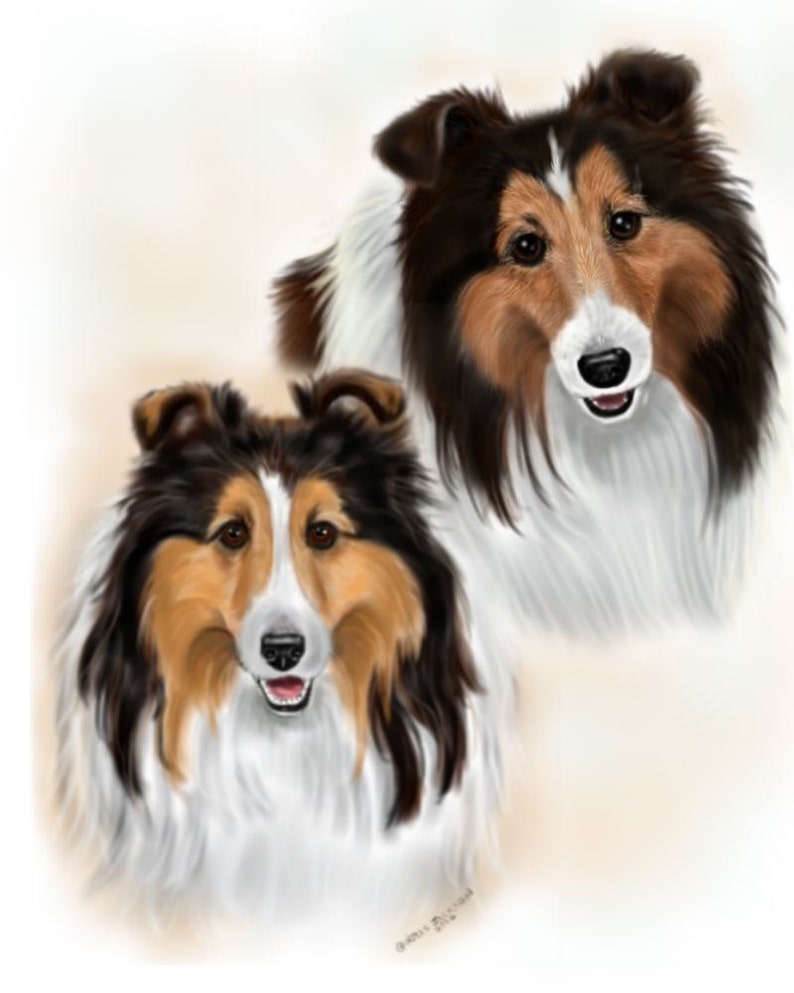 Sheltie Duo Blank Note Card - Etsy