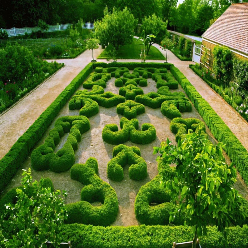 Common English Boxwood Tree Seeds, Buxus Sempervirens Hardy Landscaping ...