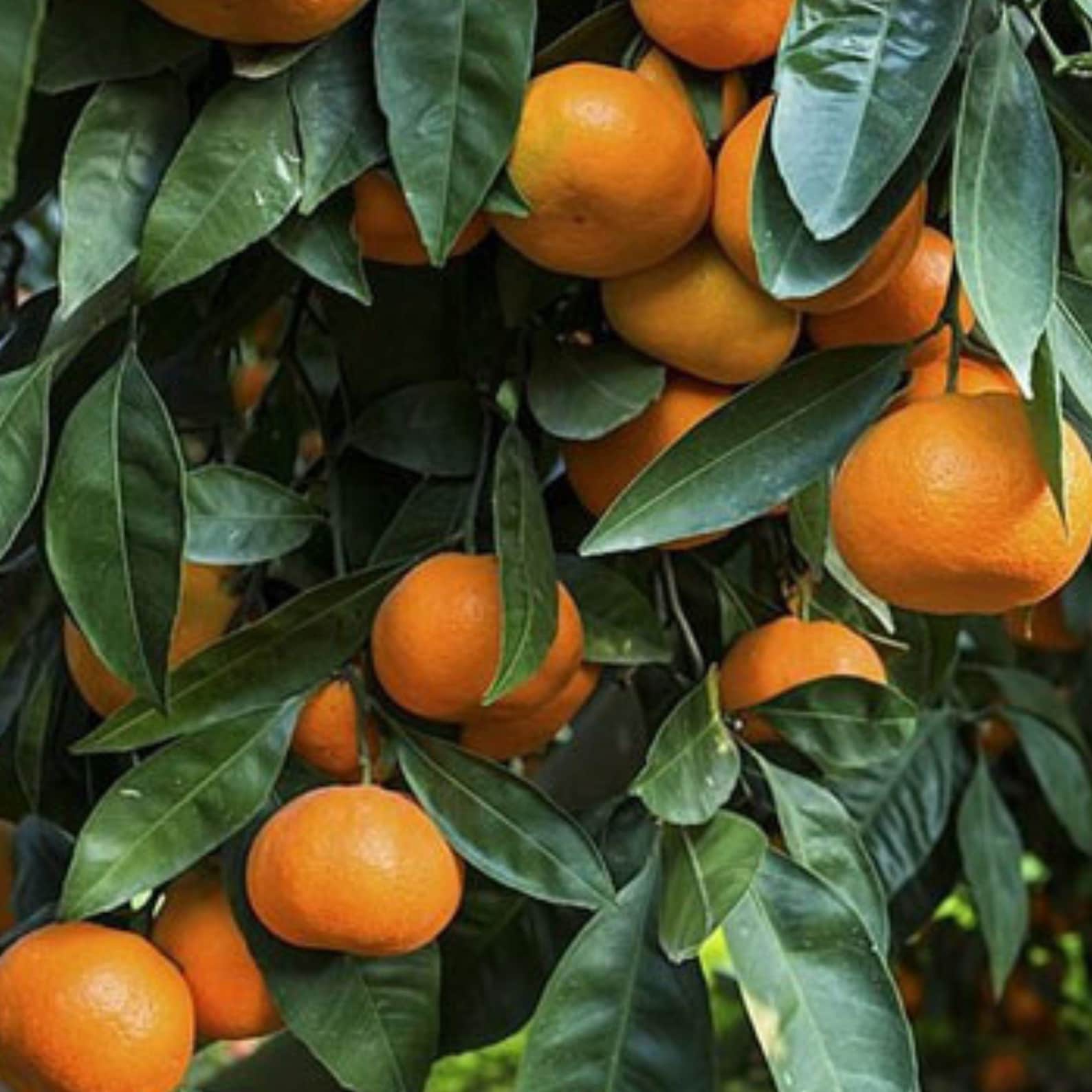 Mandarin Orange Seeds, Sweet Citrus Fruit Tree, Tropical Garden, Home ...