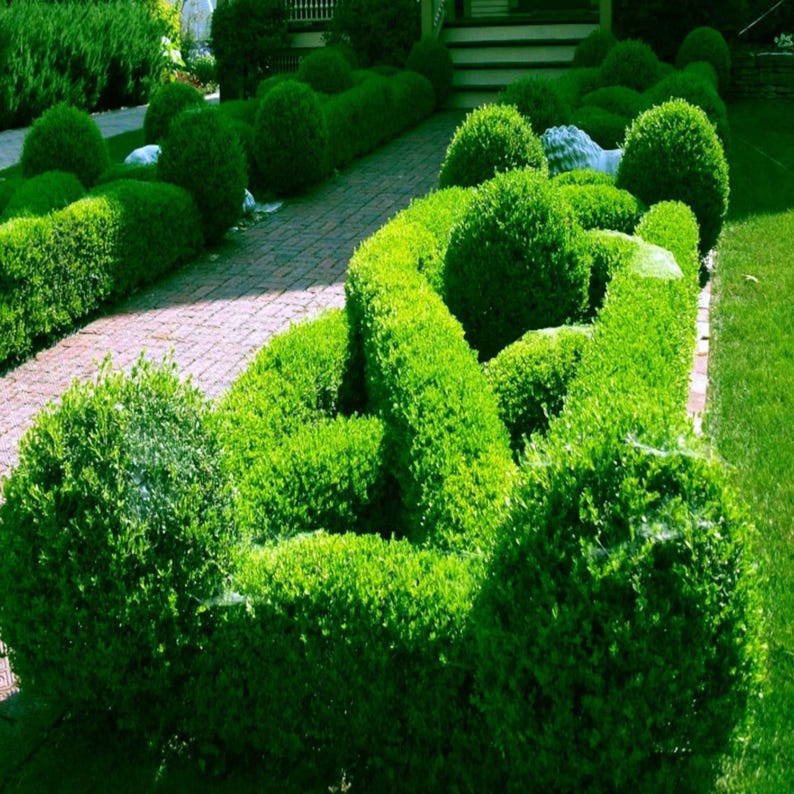 Common English Boxwood Tree Seeds, Buxus Sempervirens Hardy Landscaping ...
