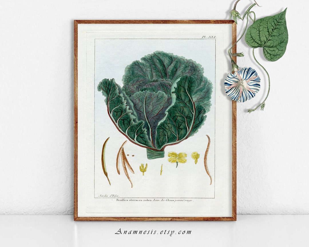 RED CABBAGE Art Print- Instant Digital Download - Printable Plant ...