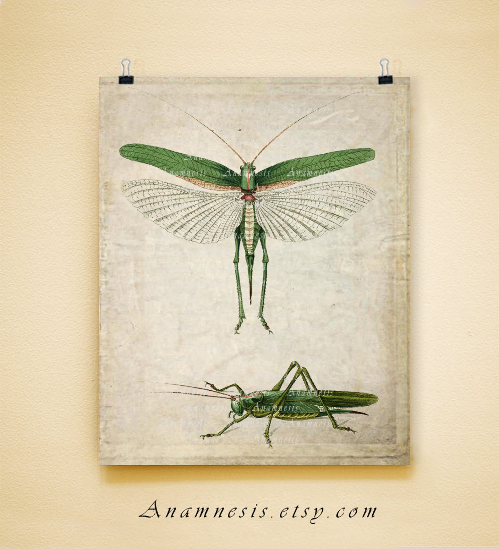 GREEN GRASSHOPPER COLLAGE - Digital Image Download - Printable 1800's ...